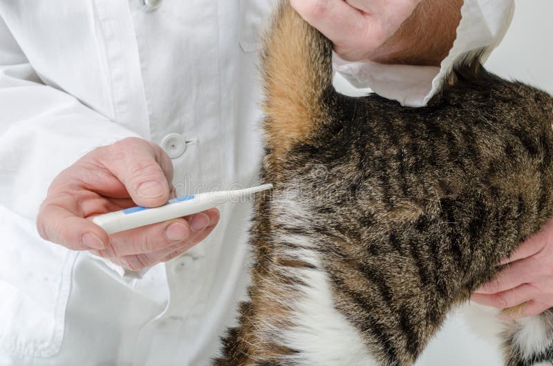 Veterinarian Taking Temperature of Cat Stock Image - Image of ...