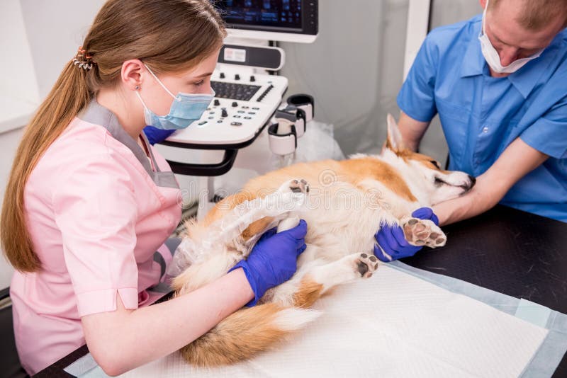 Veterinarian Examines the Ears of a Sick Corgi Dog Stock Image - Image ...