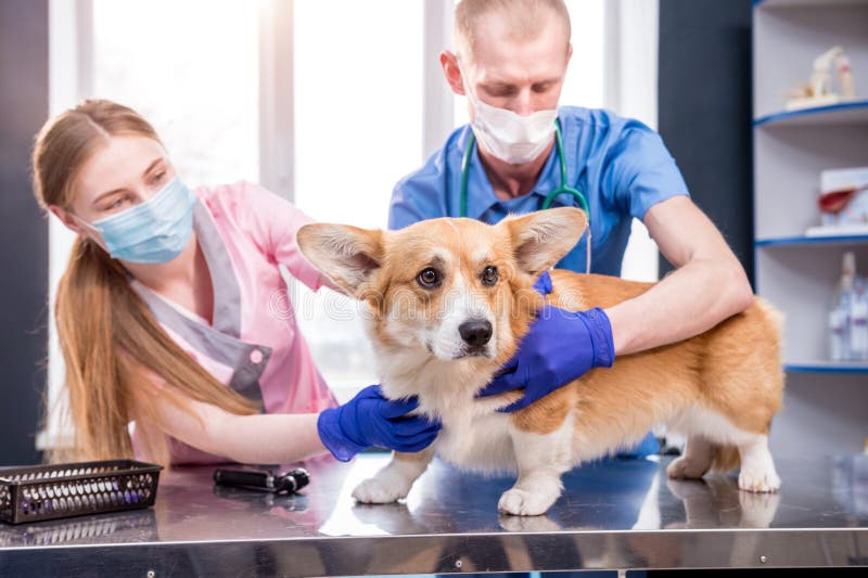 Veterinarian Team Examines a Sick Corgi Dog Stock Image - Image of ...