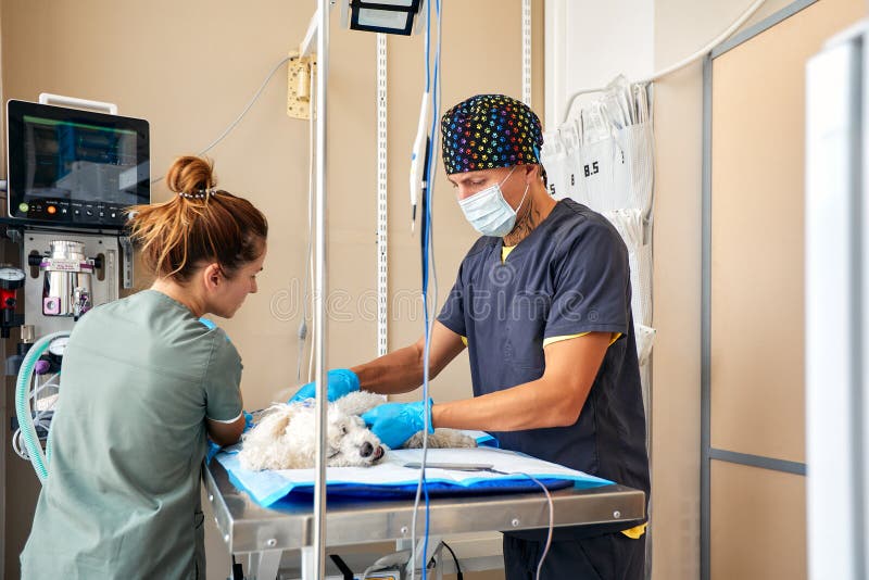 Veterinarian Team Preparing Dog for Surgery on Operating Table Stock ...