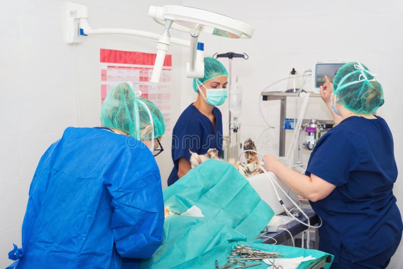 Veterinarian Team in Surgical Room Operating a Dog Stock Image - Image ...