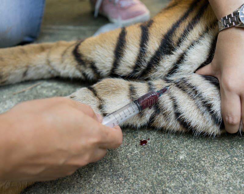 Veterinarian Treat the Tiger Stock Photo - Image of medicine ...