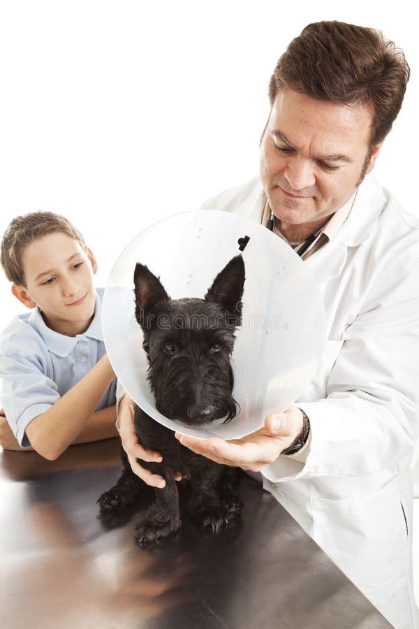 Veterinarian Treating Dog stock image. Image of medical - 13263401