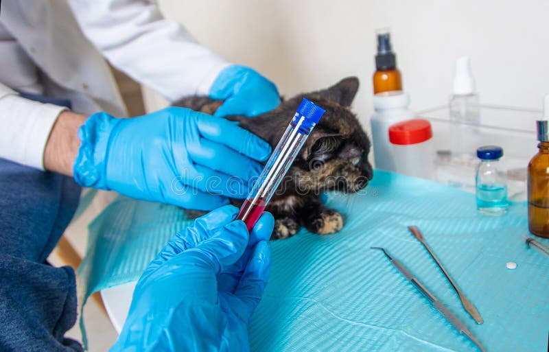 Veterinarian Treats a Cat. Selective Focus Stock Image - Image of ...