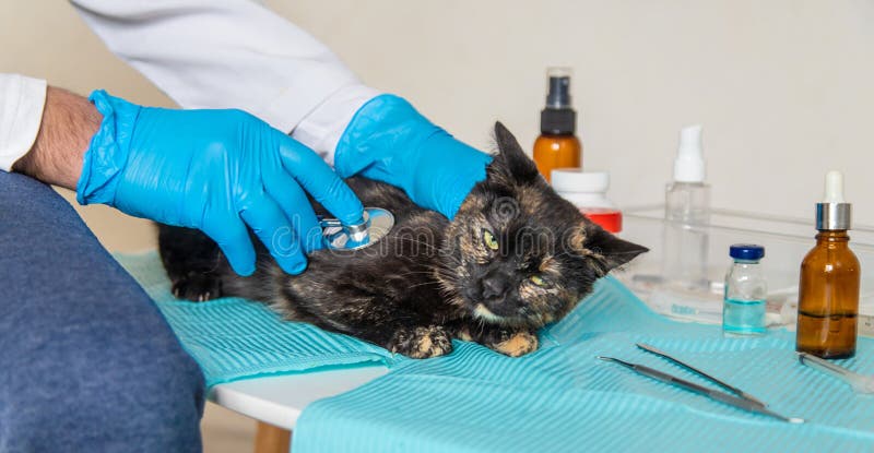 Veterinarian Treats a Cat. Selective Focus Stock Image - Image of ...