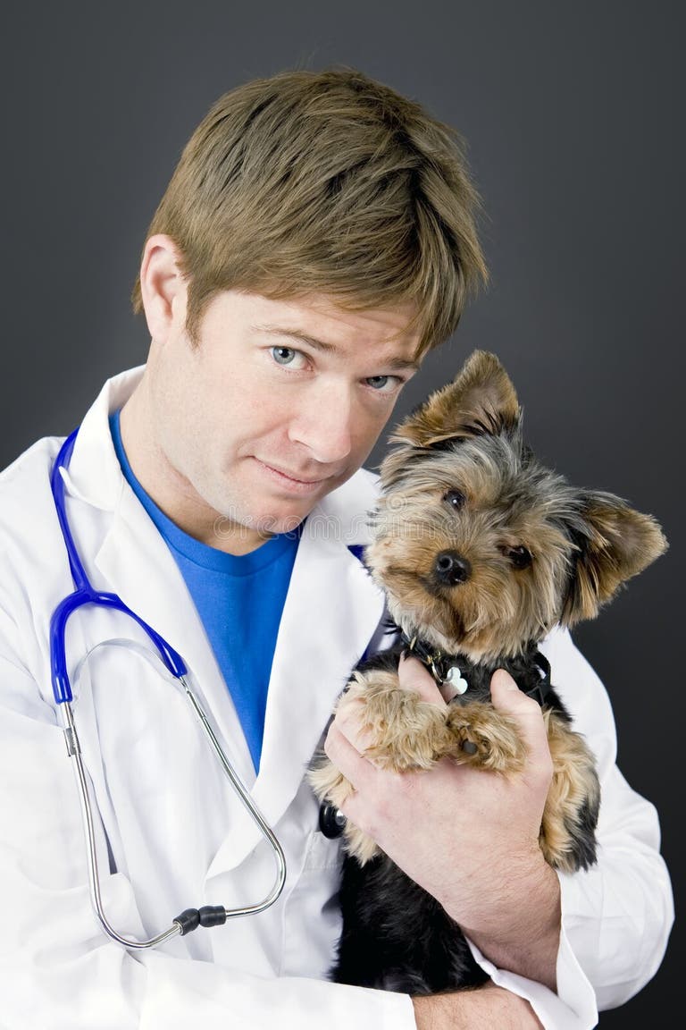 111 Yorkie Doctor Stock Photos - Free & Royalty-Free Stock Photos from ...