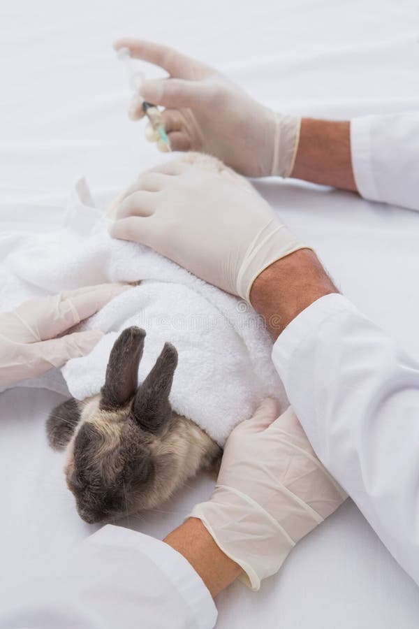 Veterinarians Doing Injection at a Rabbit Stock Image - Image of pets ...