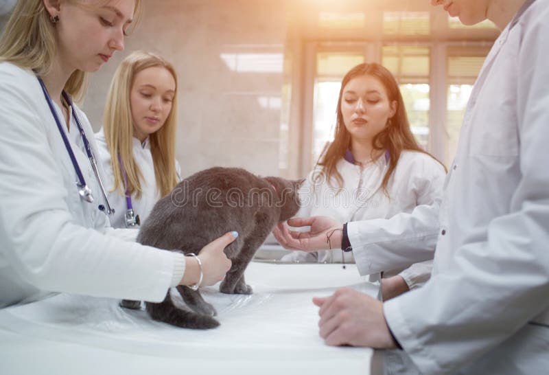 Veterinarians Examine a Cat on a Table in a Veterinary Clinic. Four ...