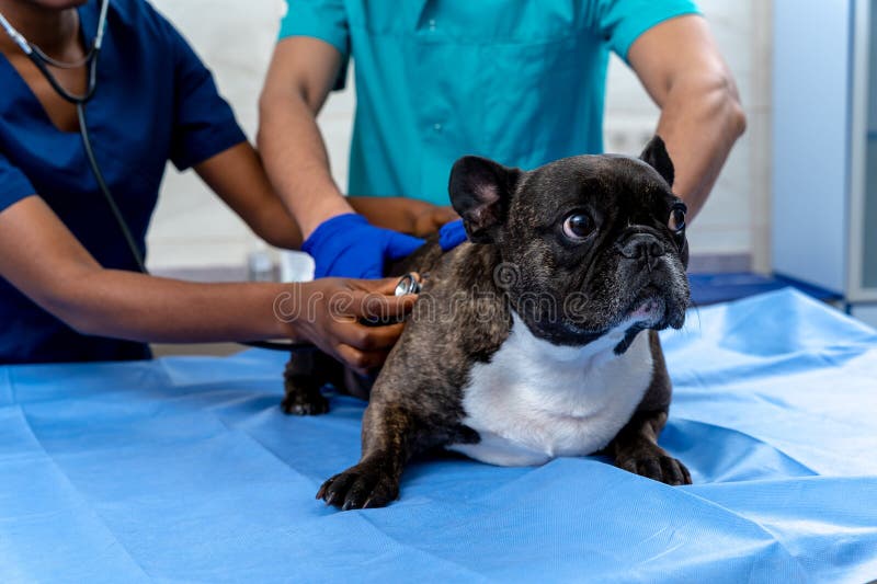 Veterinarians Examining a Dog with a Stethoscope Stock Image - Image of ...