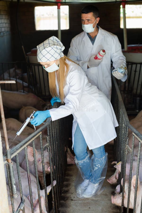 Two Veterinarians are Going To Make Injection Stock Image - Image of ...