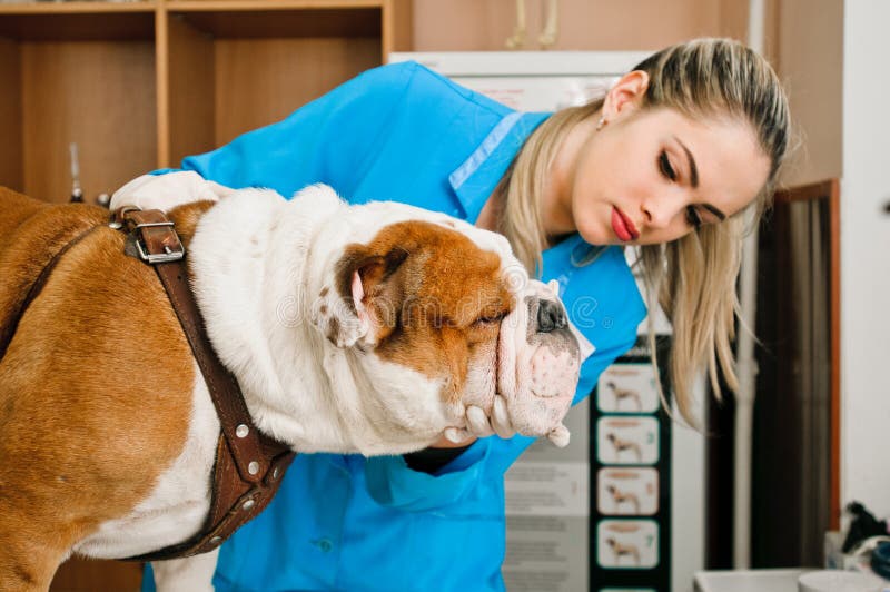 Veterinarians stock photo. Image of doctor, male, domestic - 33669348