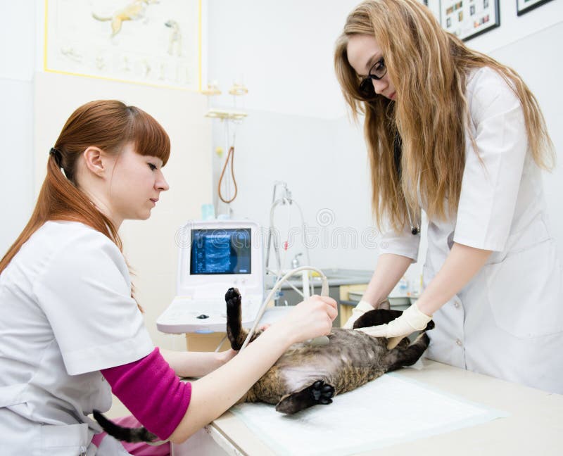 Veterinarians Performed an Ultrasound Examination a Cat Stock Photo ...