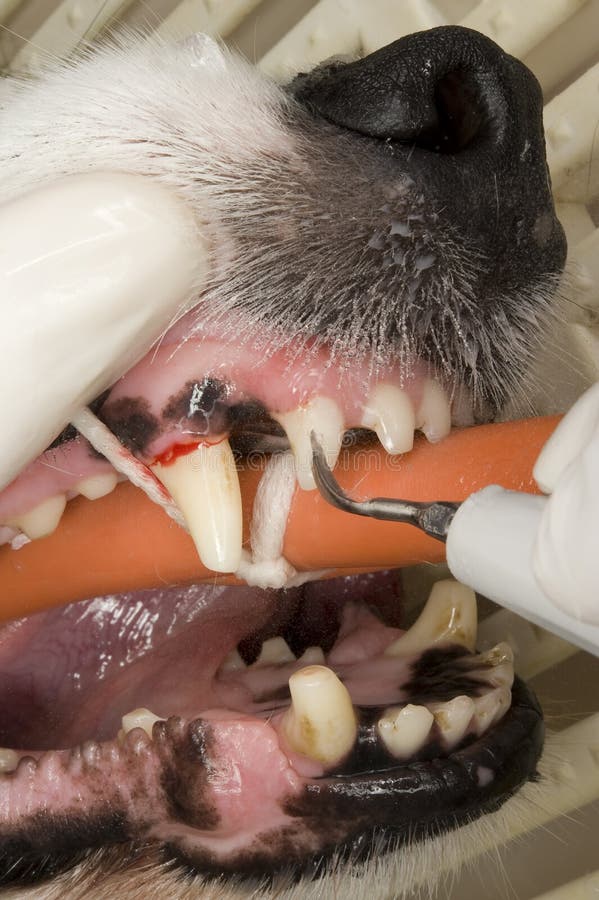 Veterinary stock image. Image of calculus, teeth, animal - 18929039