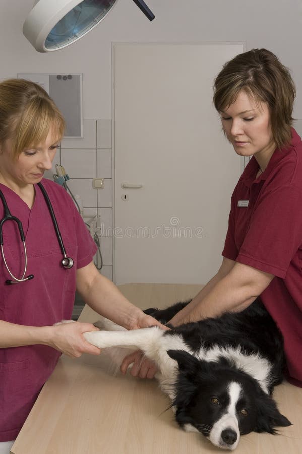 Veterinary stock photo. Image of animal, occupation, medicine - 18999178