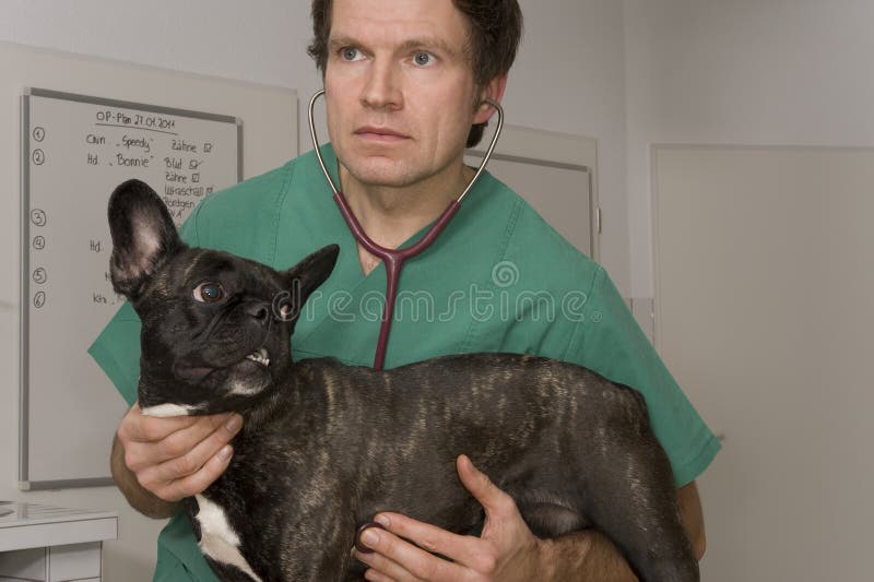 Veterinary stock image. Image of veterinarian, practice - 18837439