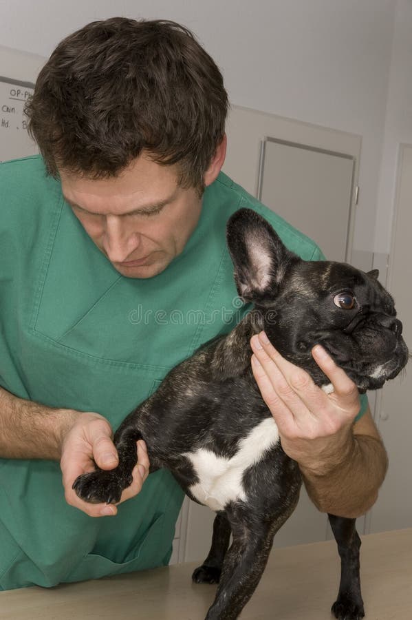 Veterinary stock photo. Image of medicine, veterinarian - 19008452