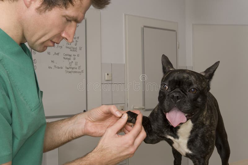 Veterinary stock image. Image of doctor, medical, occupation - 19008455