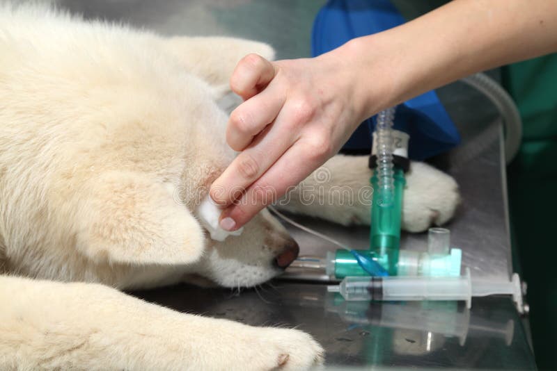 Labrador Going Under Anesthesia Stock Photo - Image of exam, beige ...