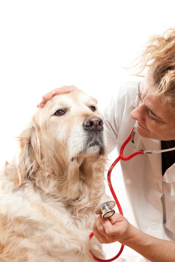 Veterinary stock photo. Image of canine, golden, treatment - 29280044