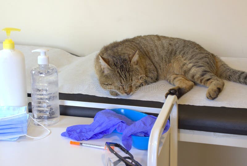 Veterinary Background. a Cat Being Examined at a Veterinary Clinic ...