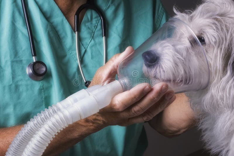 Dog with Intubation stock photo. Image of health, anesthetic - 15557106