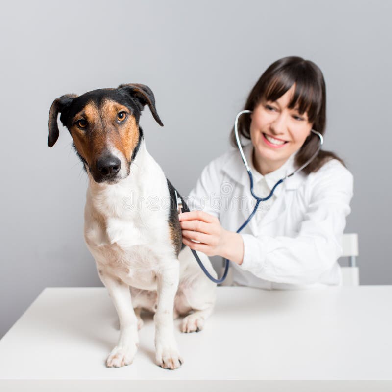 Veterinary Care stock photo. Image of mixed, care, veterinary - 43898152