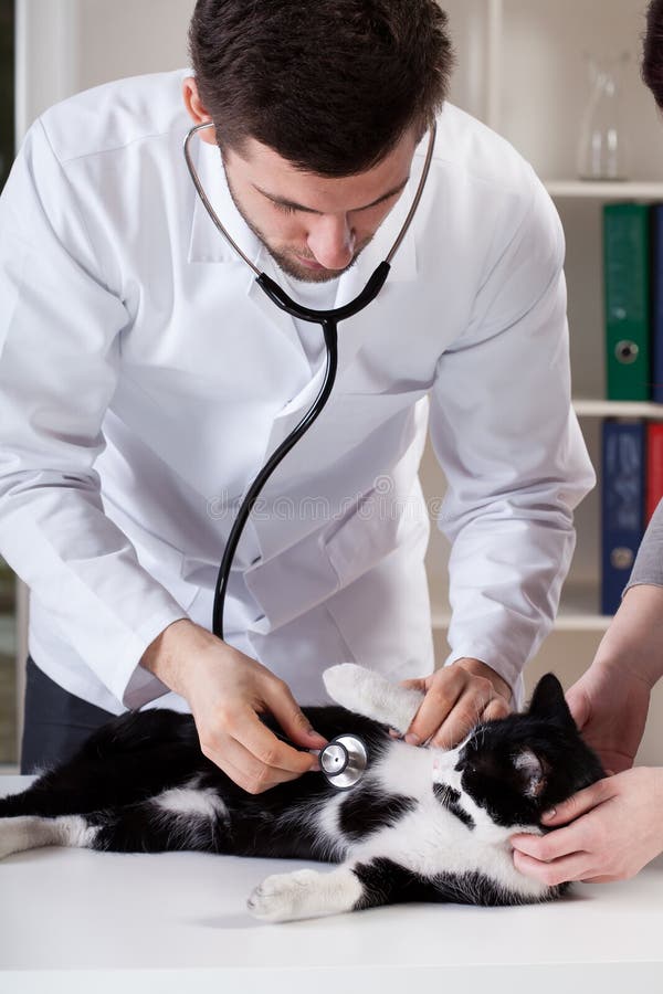 Vet Checks the Health of a Cat Stock Photo - Image of health, person ...