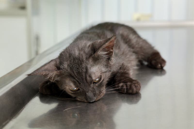 Veterinary, cat surgery stock image. Image of hospital - 43261127