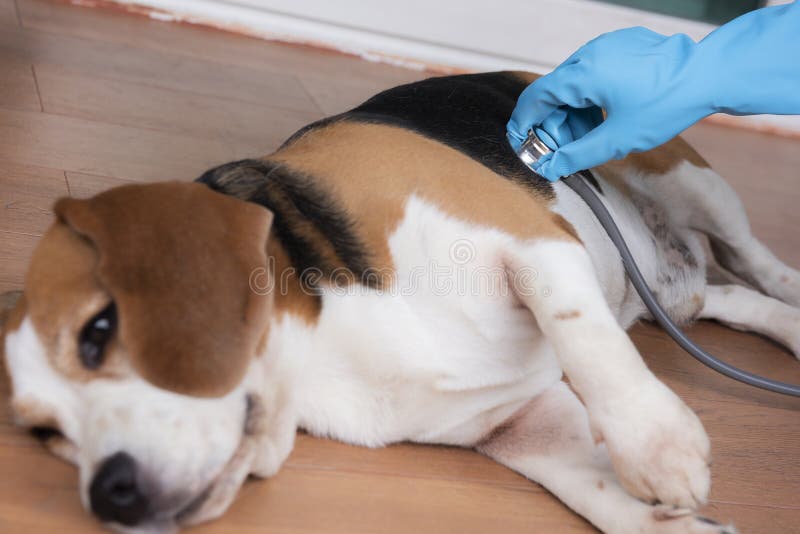 Veterinary is Checking the Beagle Dog Pulse. that is Sick with Pulse ...