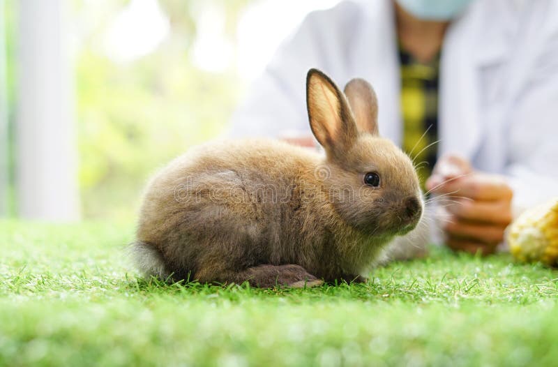 Veterinary Checking Up a Young Rabbit in the Owner House Stock Photo ...