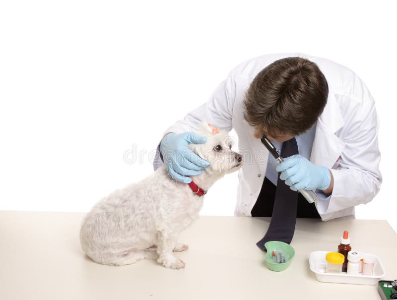 Veterinary checkup stock photo. Image of animal, maltese - 6967538