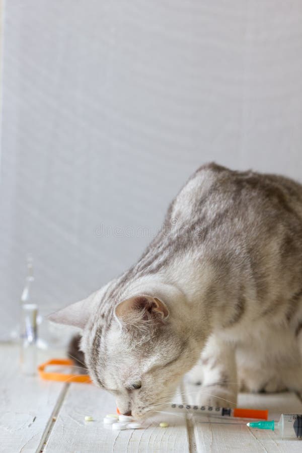 Veterinary Clinic and Cat with Syringe. Stock Photo - Image of britain ...