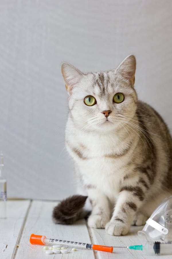 Veterinary Clinic and Cat with Syringe. Stock Image - Image of animal ...
