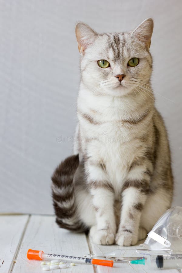 Veterinary Clinic and Cat with Syringe. Stock Photo - Image of mammal ...