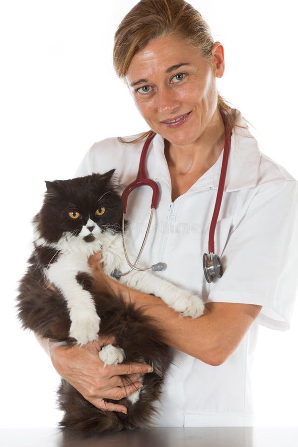 Veterinary Clinic with a Kitten Stock Image - Image of inspection ...