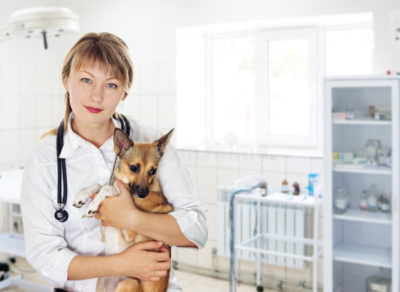 Veterinary doctor and dog stock image. Image of medical - 76146857