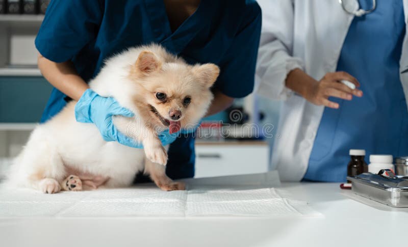 Veterinary Doctor - Dog Receiving Medication Stock Photo - Image of ...