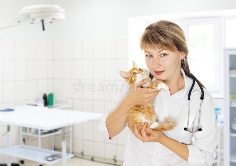 Veterinary Doctor and Kitten Stock Photo - Image of ethnicity, medicine ...