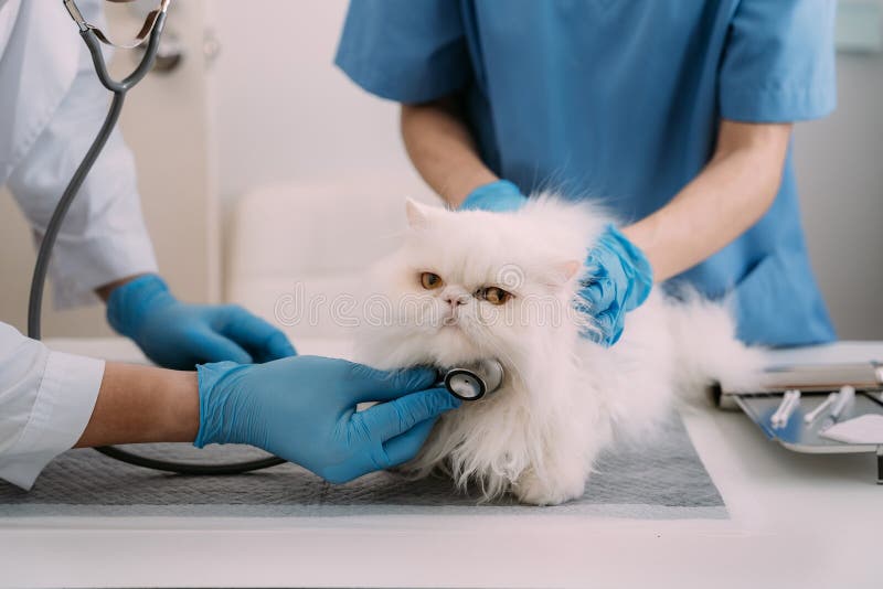 Veterinary Doctor Using Stethoscope for Kitten. Stock Image - Image of ...
