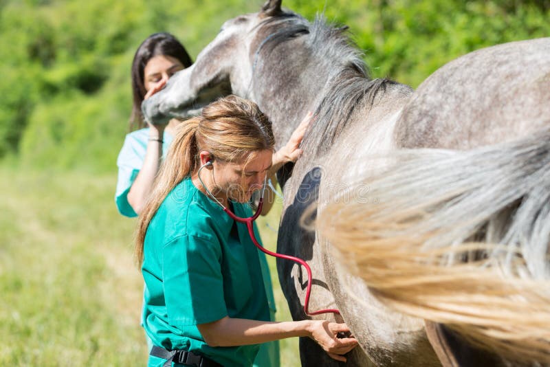 Veterinary on a farm stock image. Image of medical, care - 60657985