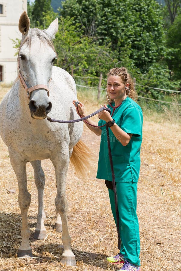 Veterinary on a farm stock image. Image of livestock - 73507985