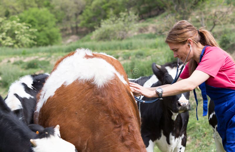 Veterinary on a farm stock image. Image of medical, care - 60657985