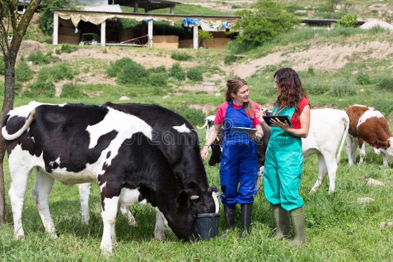 Veterinary on a farm stock image. Image of medical, care - 60657985
