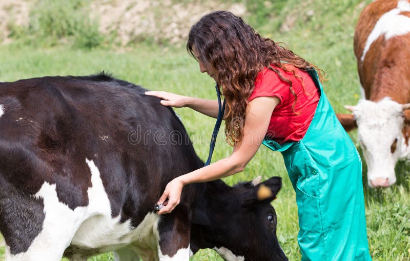 Veterinary on a farm stock photo. Image of animal, farm - 55348500