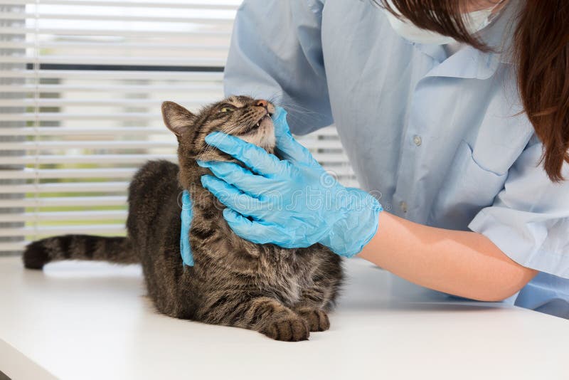 Veterinary stock image. Image of monitor, exploration - 54733049