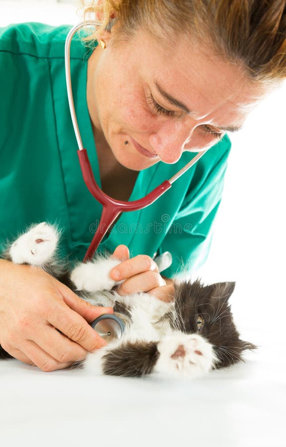 Veterinary with kitten stock image. Image of medication - 34716307