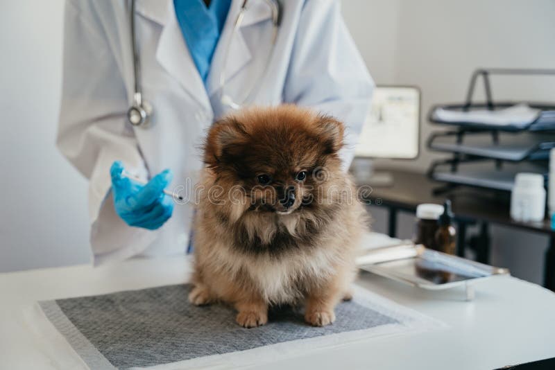 Veterinary Laboratories - Injection Dogs Stock Image - Image of ...