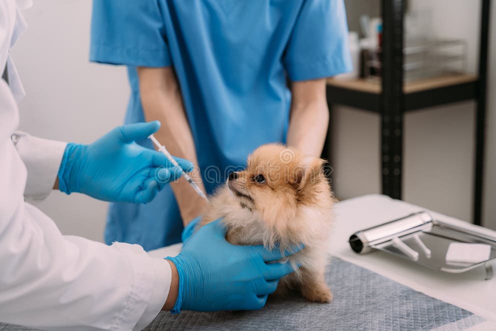 Veterinary Laboratories - Injection Dogs Stock Photo - Image of injury ...