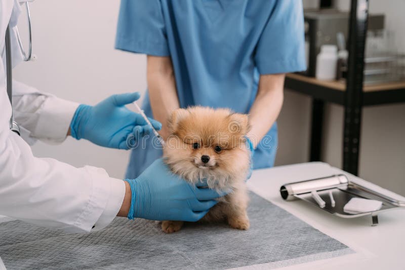 Veterinary Laboratories - Injection Dogs Stock Image - Image of ...