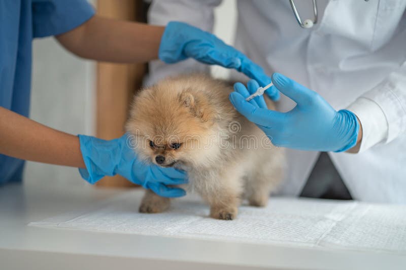 Veterinary Laboratories - Injection Dogs Stock Image - Image of ...